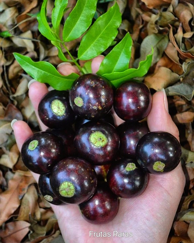 Plinia coronata - Variedade Val-Paraíso