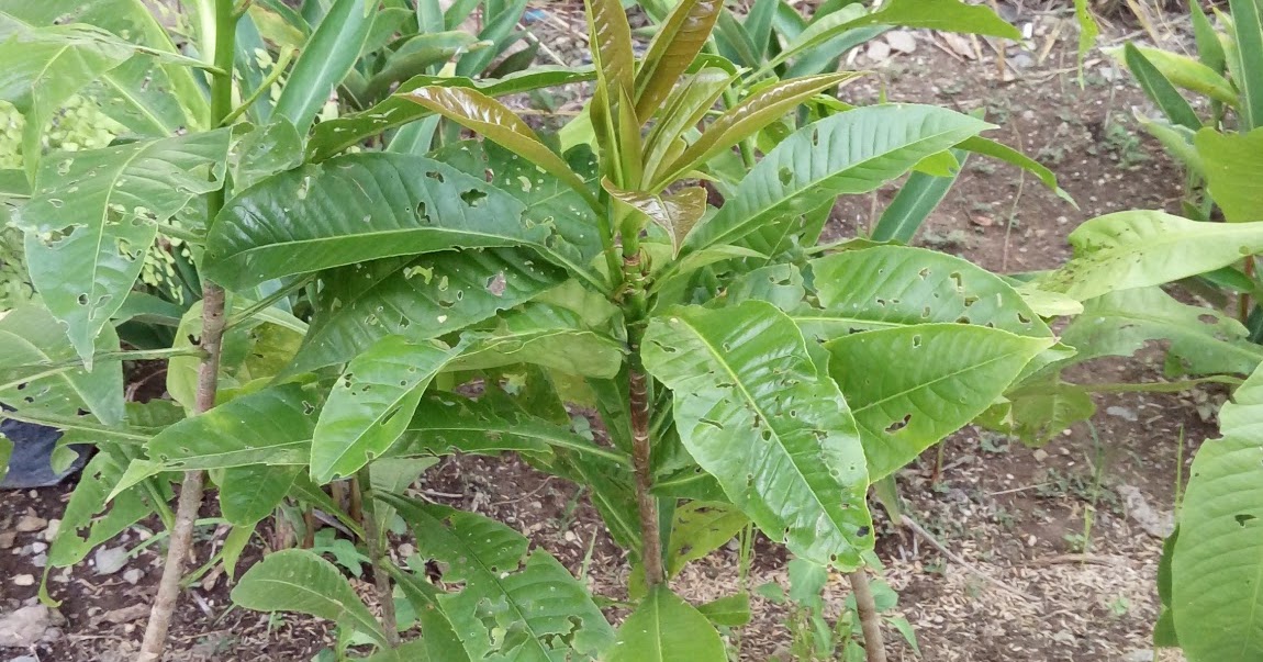 Mancono Gardens: Philippine Native Trees