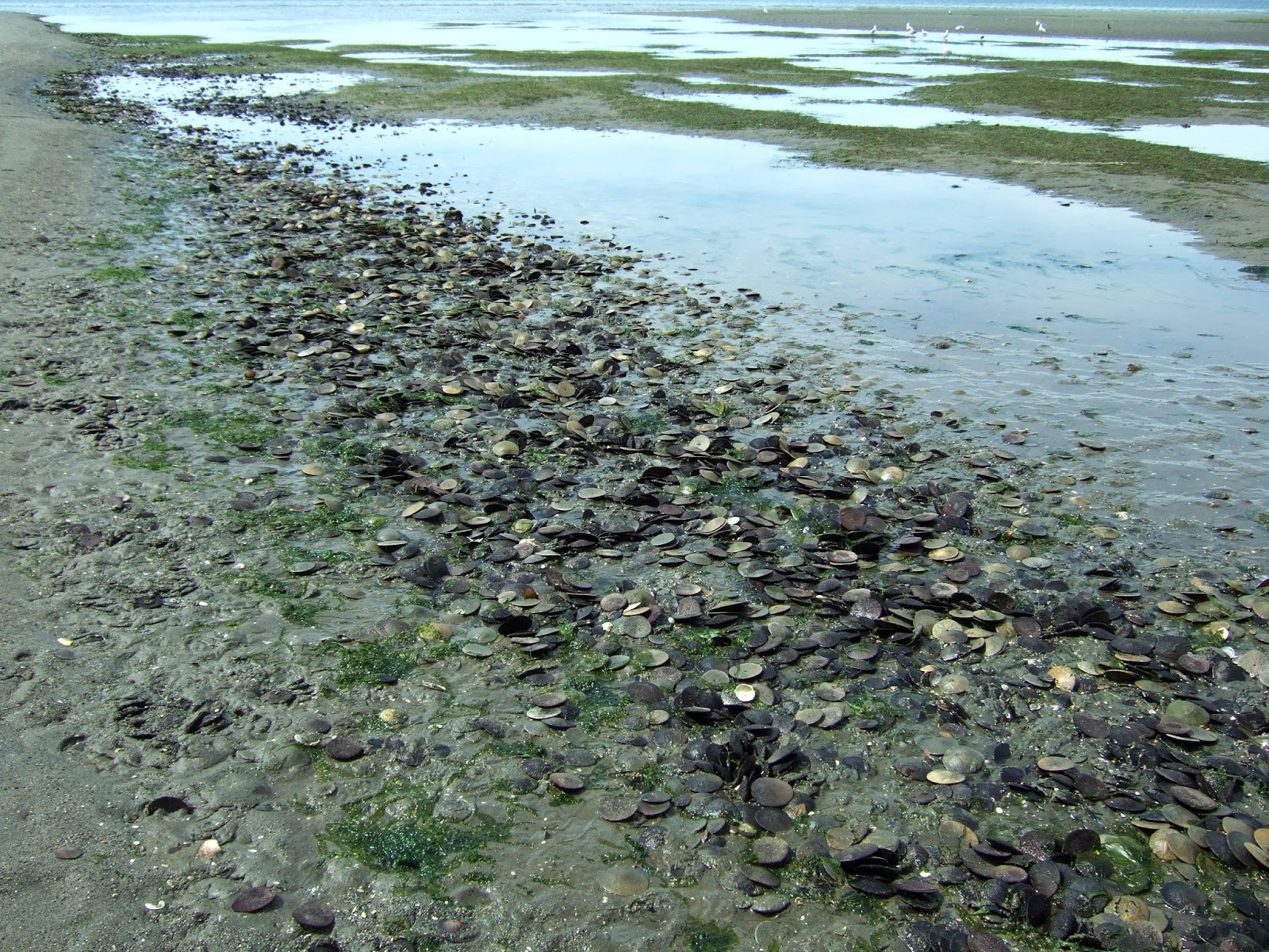 Reading the Washington Landscape: Extreme Low Tide: Sand Dollar Tracks ...