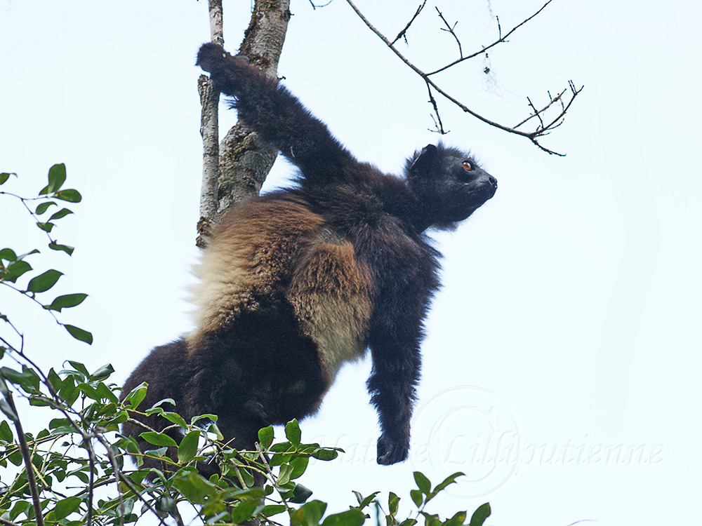 Photo Nature Lilliputienne (macrophotographies): Propithecus edwardsi ...