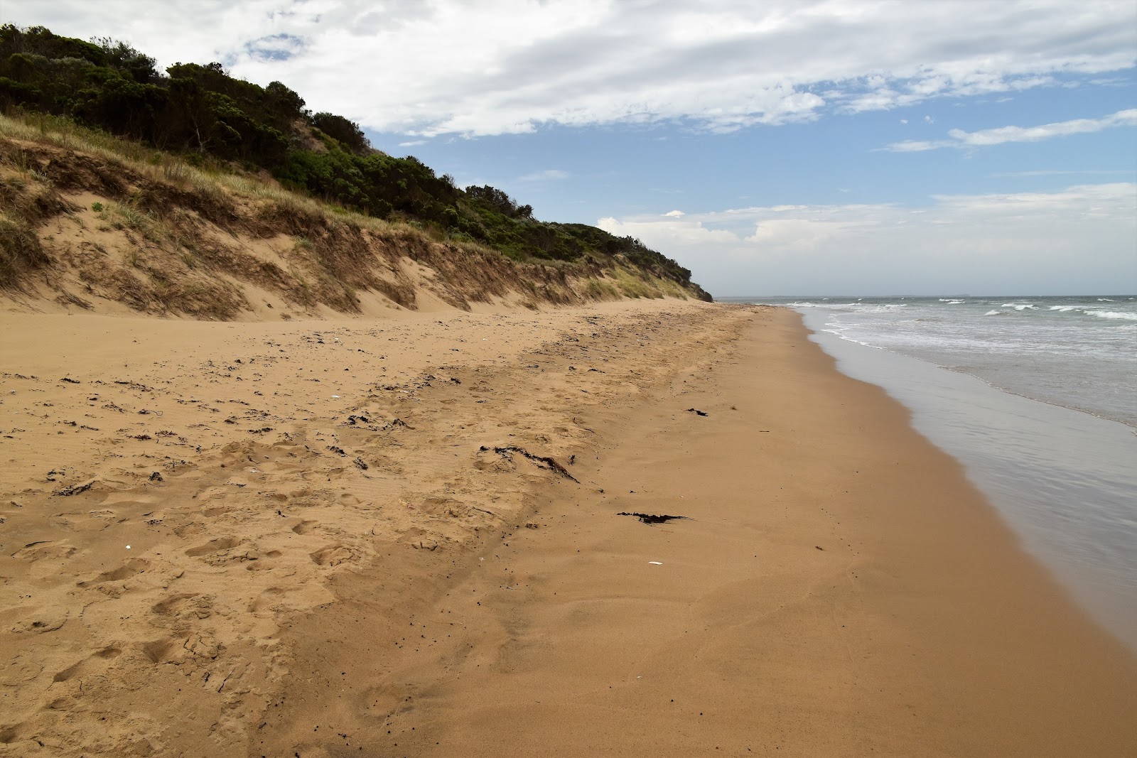 Goin' Feral One Day At A Time: Point Impossible, Breamlea Flora & Fauna ...