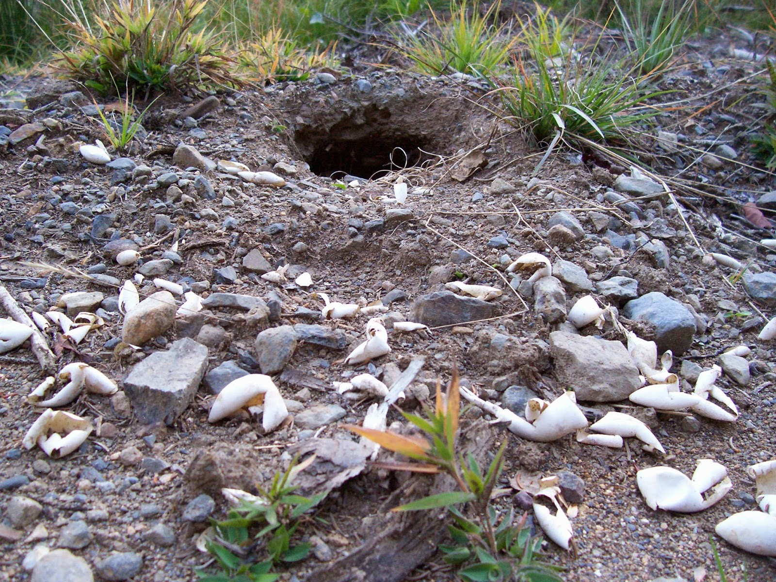 Not Buying Anything: Snapping Turtle Nest