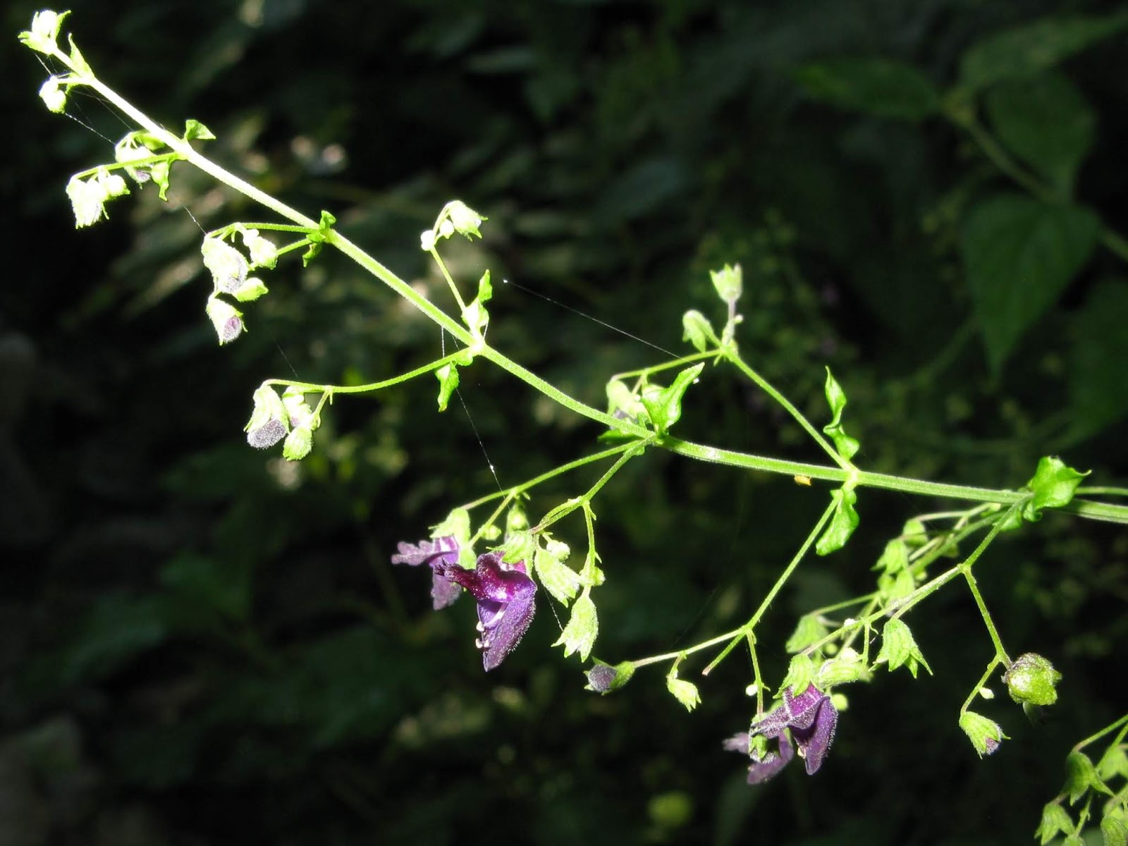 Sobre esto y aquello: Gorgojos enrolladores de hojas
