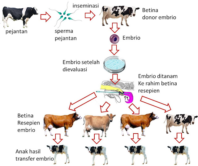 TEKNOLOGI PERKEMBANGBIAKAN HEWAN