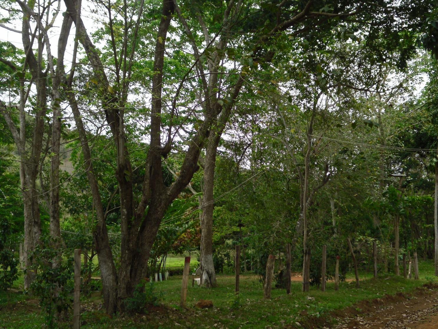 Guayana: Eje Sur Upata Santa Elena de Uairén: Árboles de Upata: Indio ...