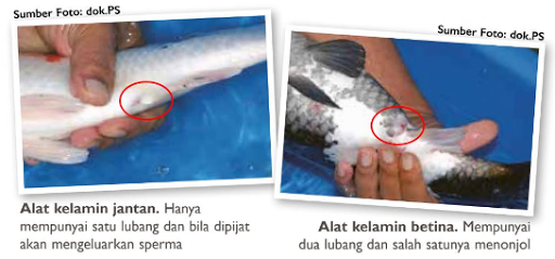 Morfologi dan Fisiologi Ikan koi | Science Media