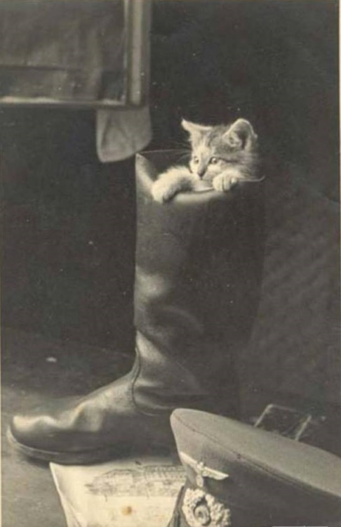 World War II in Pictures: Cats in World War II
