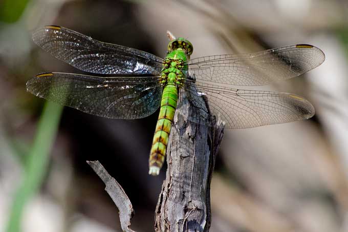 East Gwillimbury CameraGirl: Green Dragonfly/ Macro Monday
