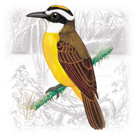 Bem-Te-Vi, Espécies de Bem-Te-Vis do Brasil