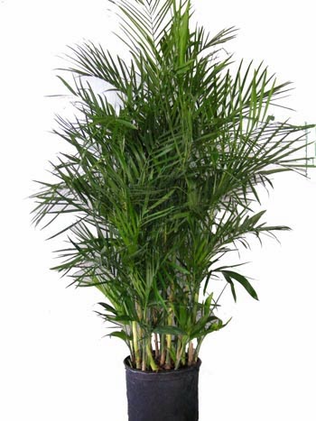 10 Tanaman Bunga yang Membersihkan Udara di Rumah Anda:Blog Bunga