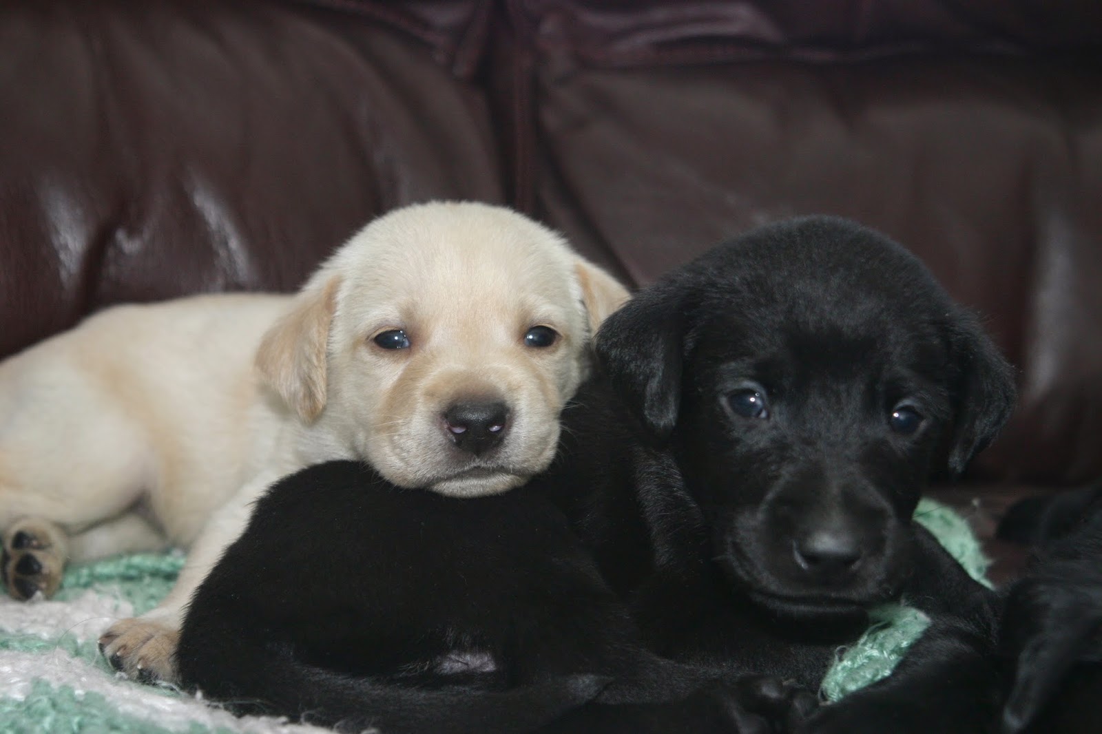 Labrador Puppies