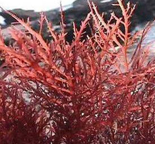 Giappone in cucina: Agar-agar questa meravigliosa alga...