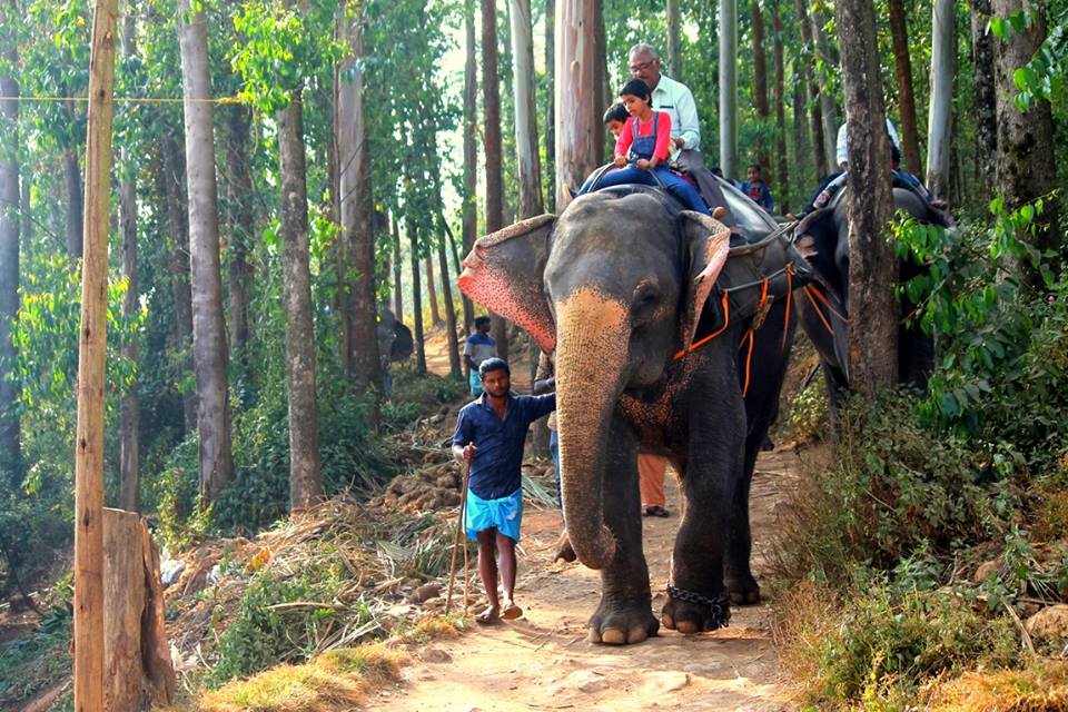 Carmelagiri Elephant Park - Elephant Ride In Munnar - Travelet