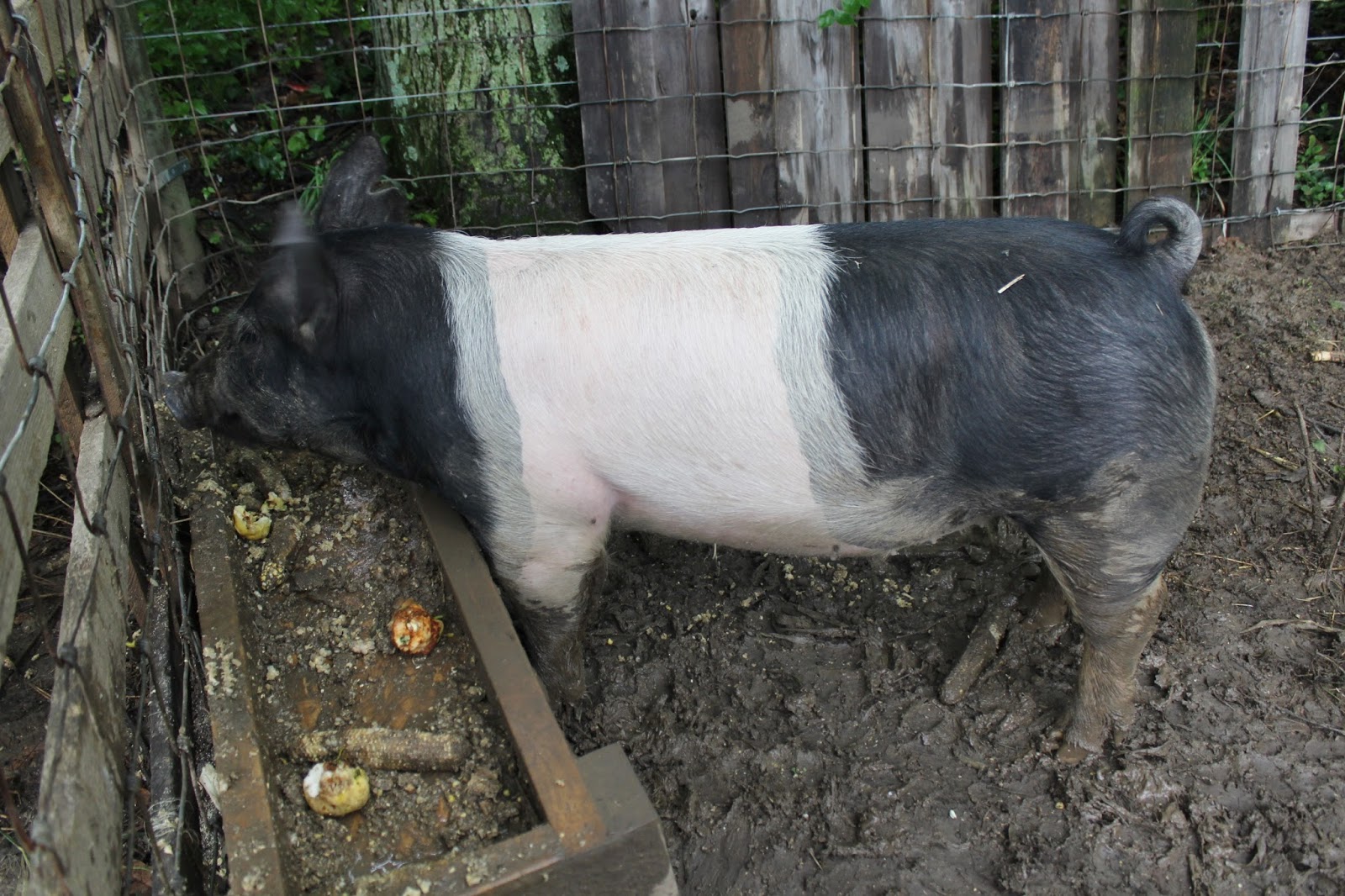 Ohio Thoughts: Building A Hog Trough