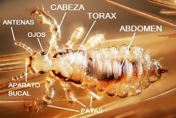 CURIOSIDADES CIENTÍFICAS : Los piojos también pueden transmitir enfermedades