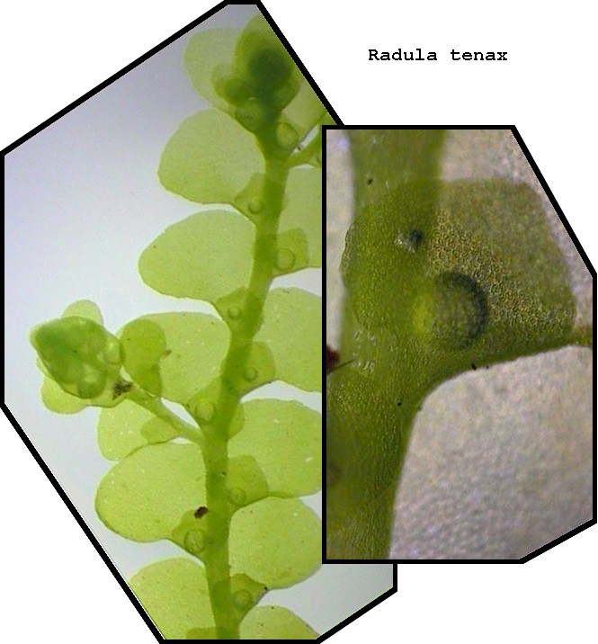 PLANT FAMILIES OF PUERTO RICO AND FLORIDA PAPO VIVES: HEPÁTICA RADULACEAE