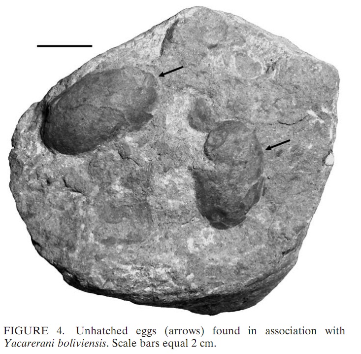 Species New to Science: [Paleontology • 2009] Yacarerani boliviensis ...