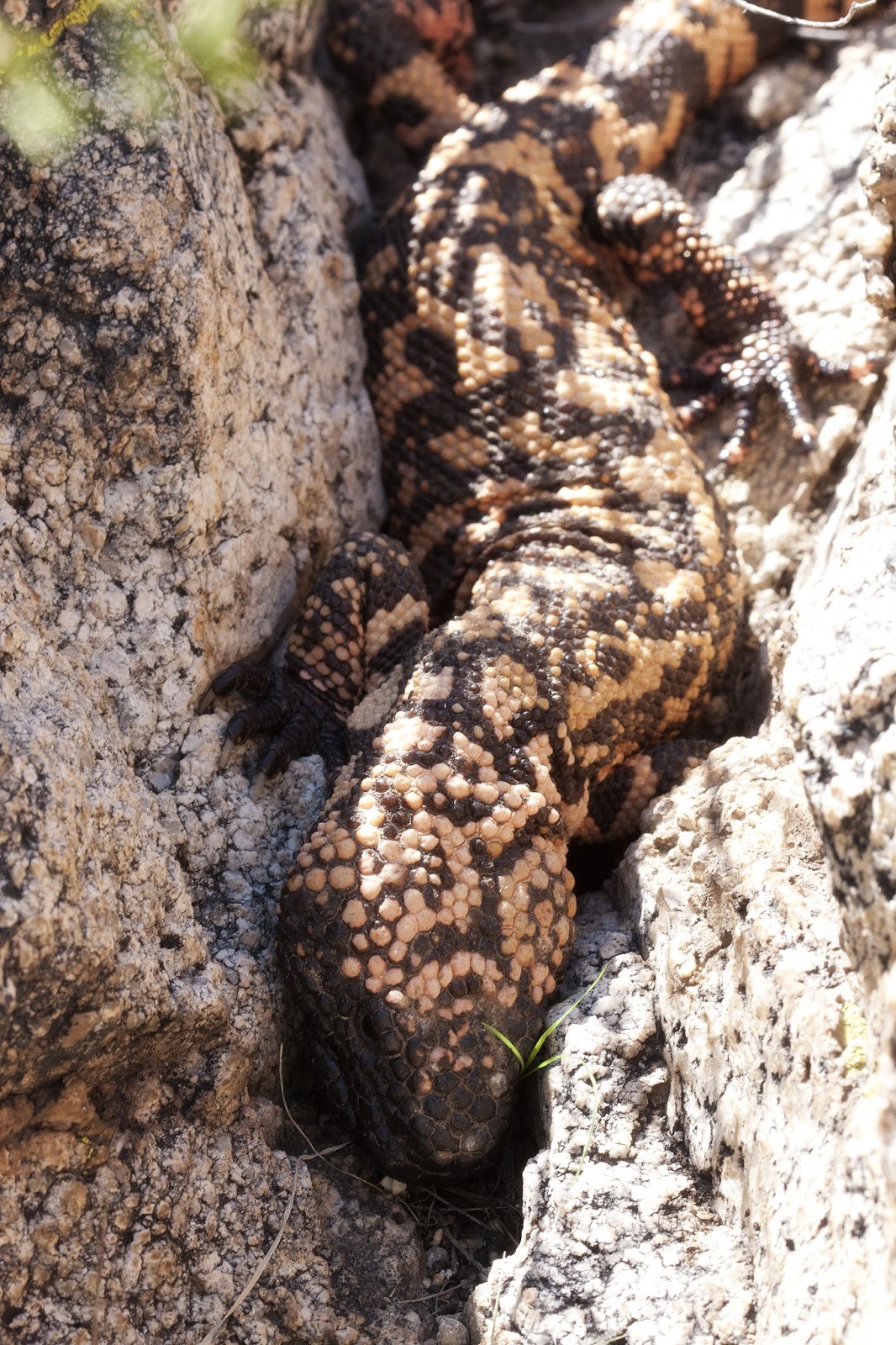 Salamander-Shmalamander: July 2013