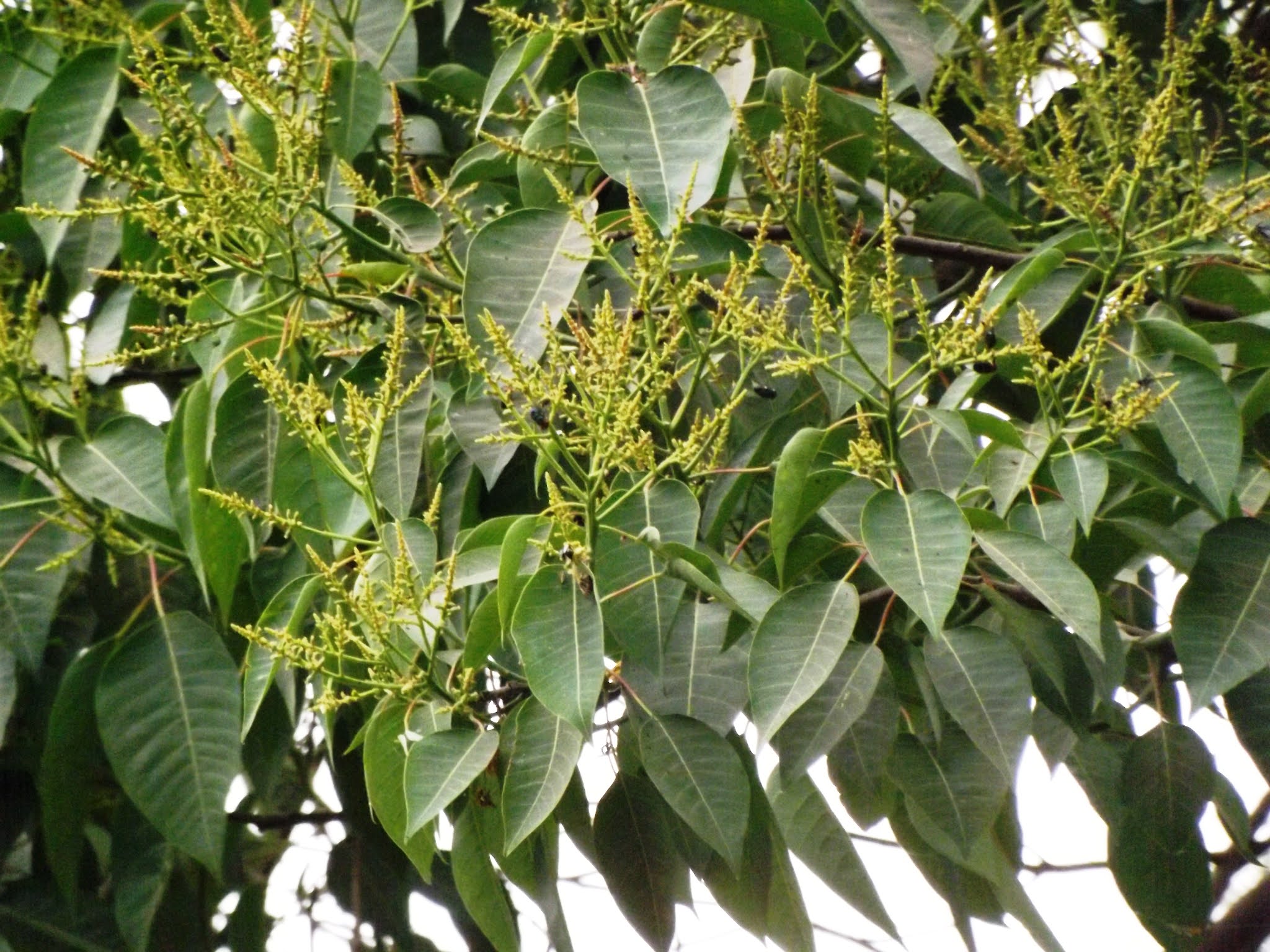 Boloch or Bolosh, Balakata baccata