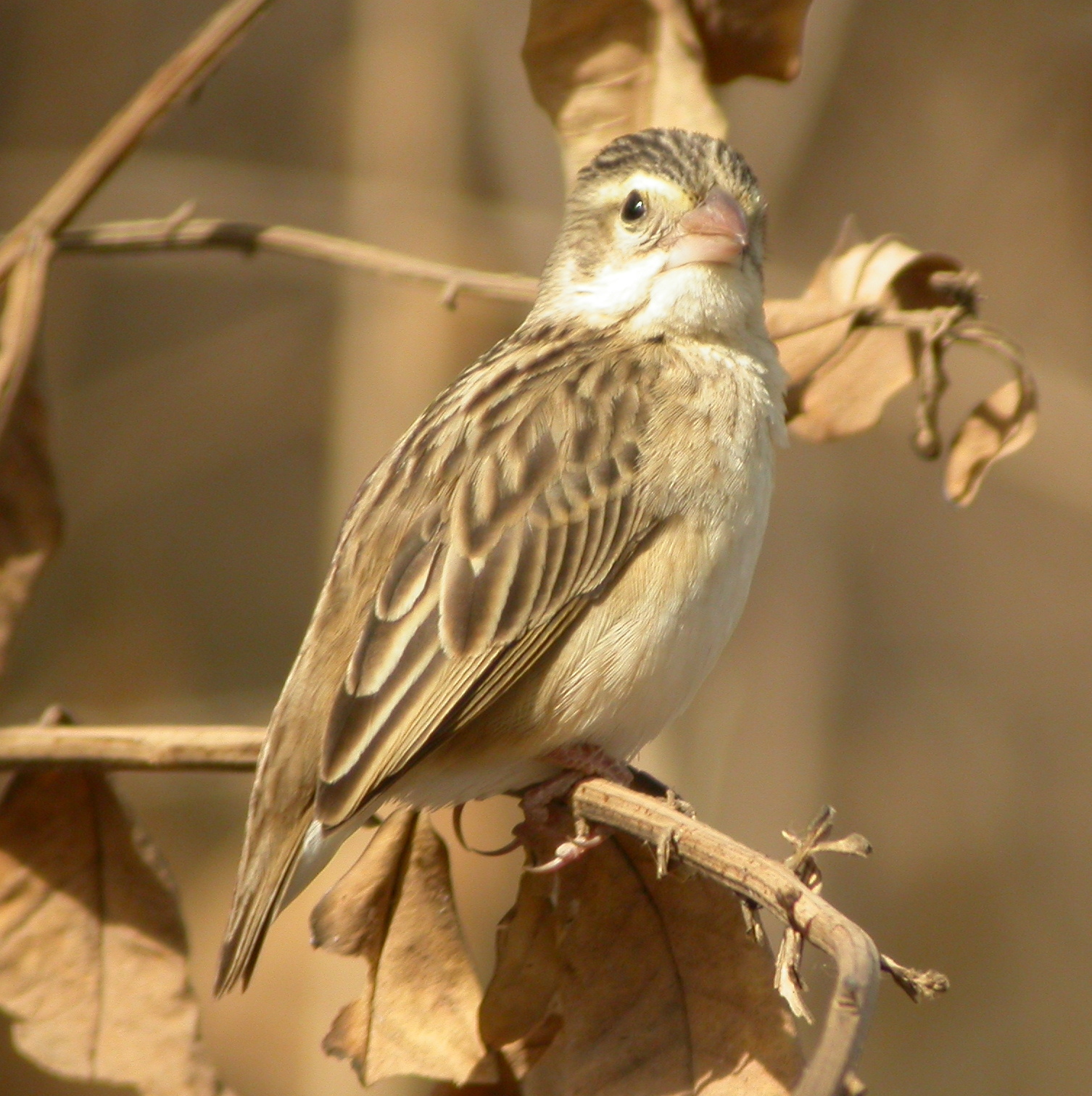 BOULTHAM MERE: NORTHERN RED BISHOP