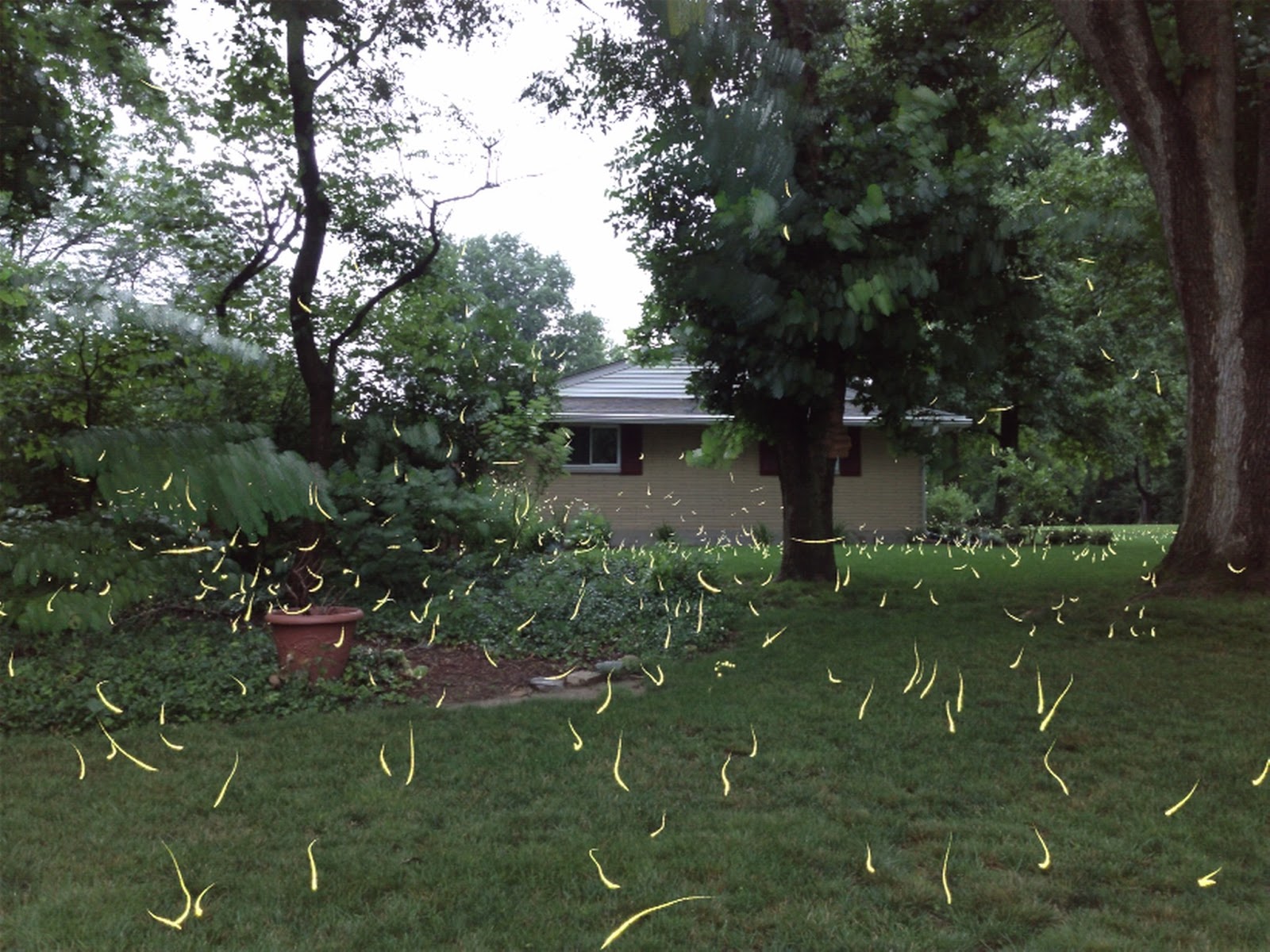 Light trail time exposure firefly photos on iPhone [Stellar Neophyte ...
