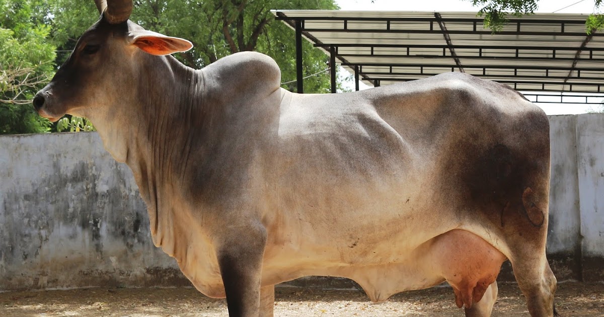 Indigenous Livestock Farming: No. 1 cow of Gujarat The Kankrej Cattle.