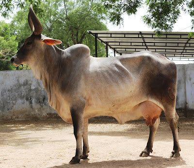 Indigenous Livestock Farming: No. 1 cow of Gujarat The Kankrej Cattle.