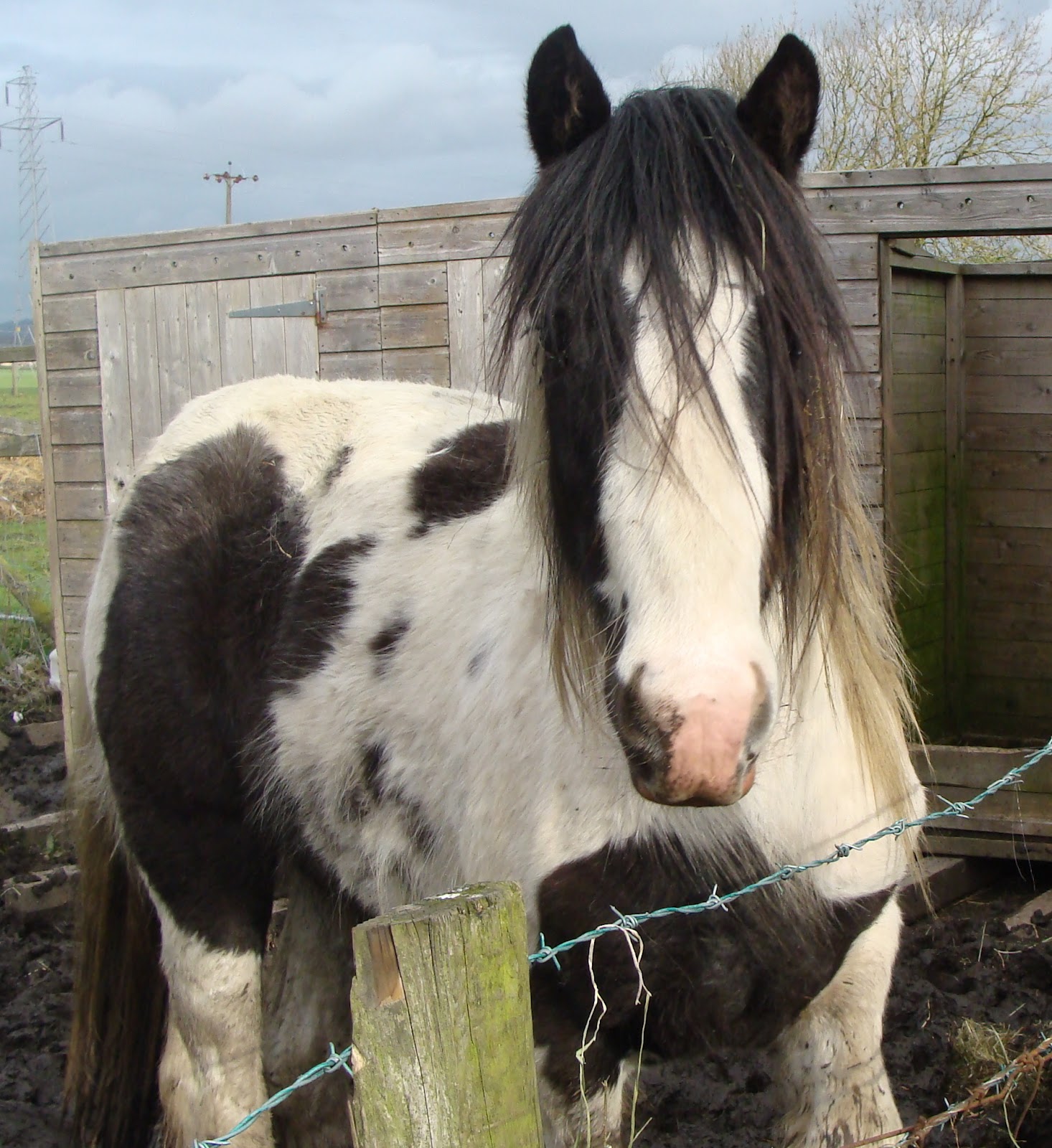 Tamarsh Diary: Traditional Cob Coloured Fillies for sale