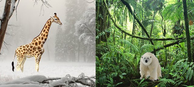 Primate Freedom: Giraffes in Wisconsin