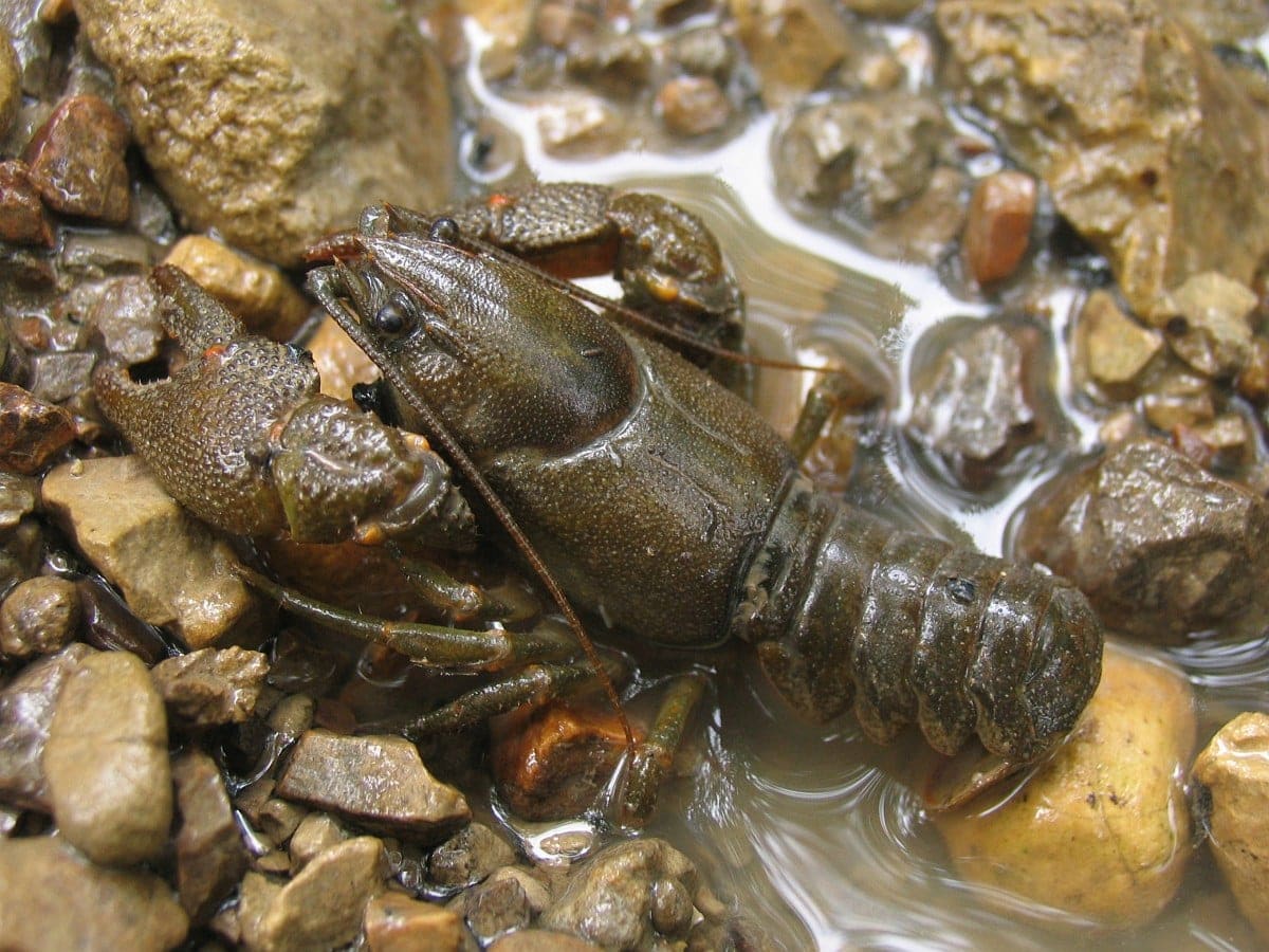 Rečni rakovi - Crayfish