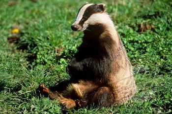European Badger | Animals Facts & Information | All Wildlife Photographs