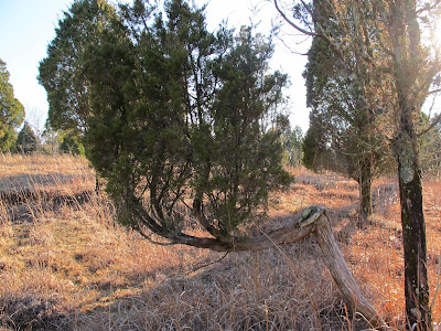 Blue Jay Barrens: Twisted Cedar