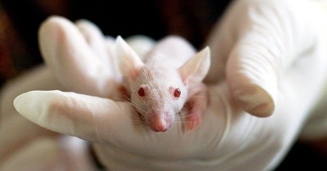 GM-free Scotland: US to eliminate animal testing