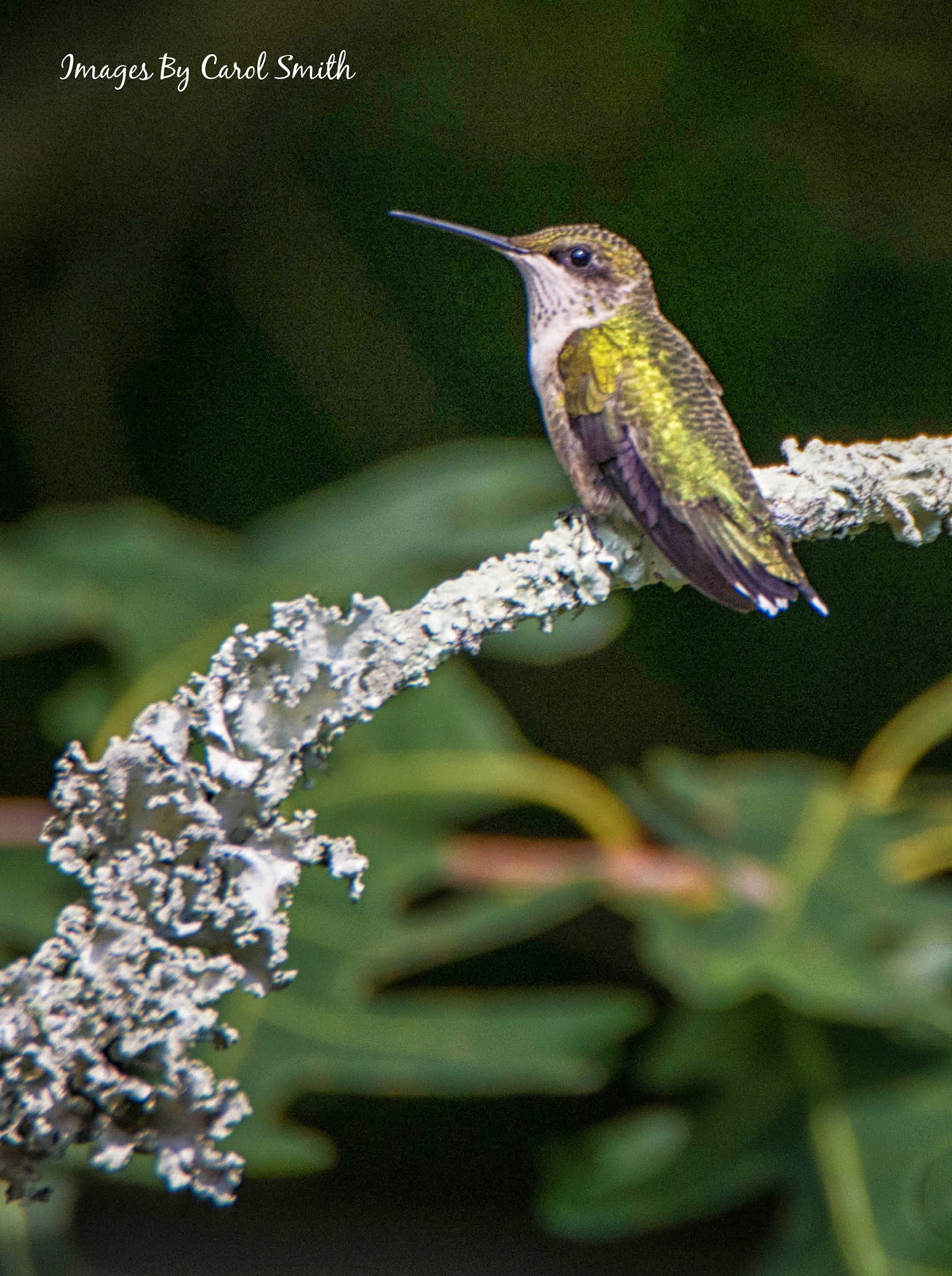 Carol's View Of New England: Hummingbirds