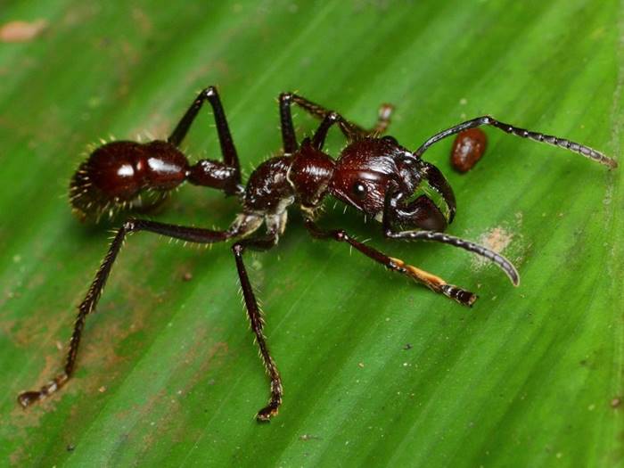 Chingum — Discover Curiosities: 10 most dangerous insects in the world