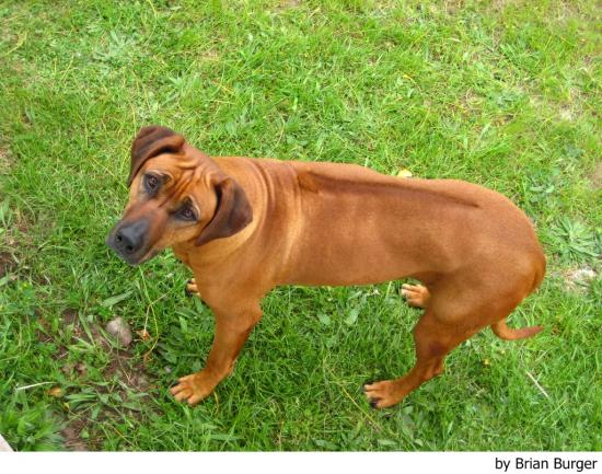 Todo sobre perros : Rhodesian Ridgeback