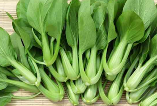 Cara budidaya Pakcoy - Info Pertanian Online