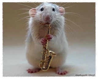 Gambar Tikus | Dunia Binatang