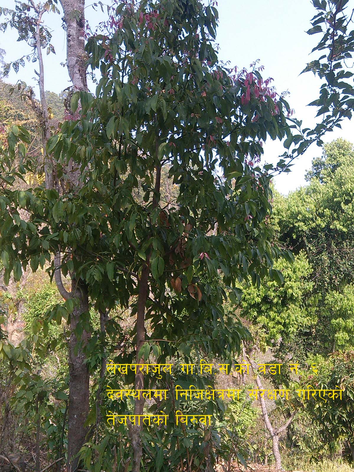 तेजपात - नेपाल जडिबुटी ब्याबसायी संघ सुर्खेत