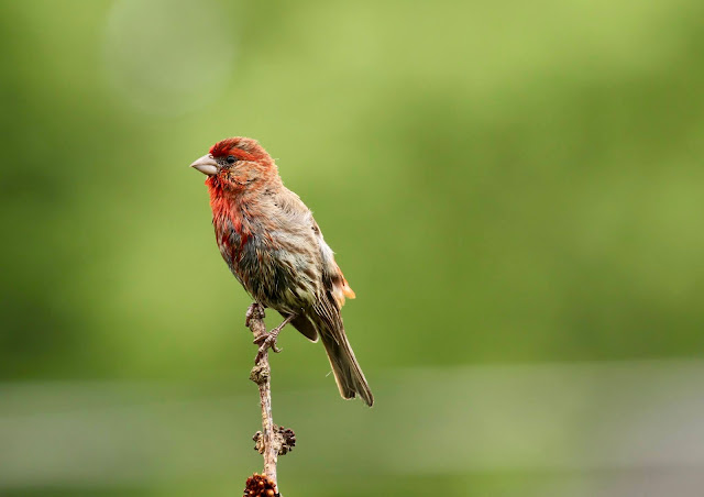 House Finch Fun Facts