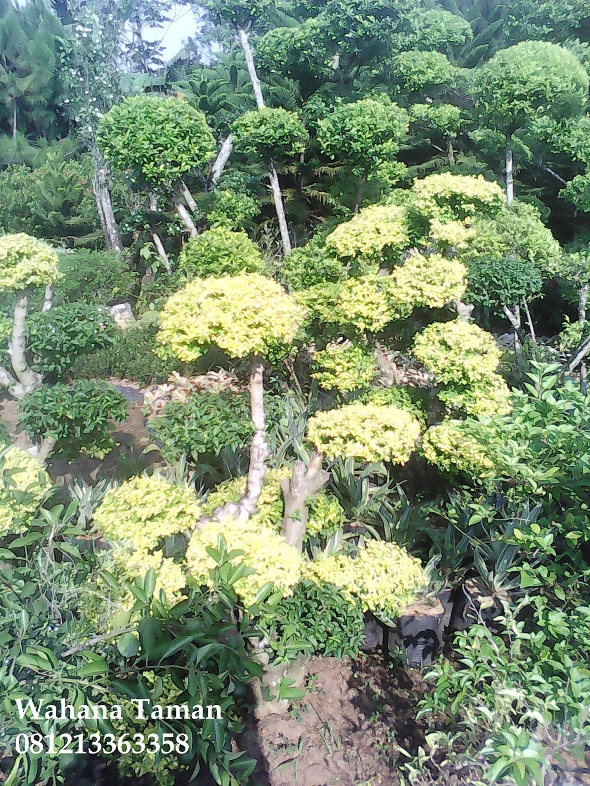 POHON PANGKAS KUNING, JUAL BONSAI PANGKAS KUNING, BIBIT PANGKAS KUNING ...