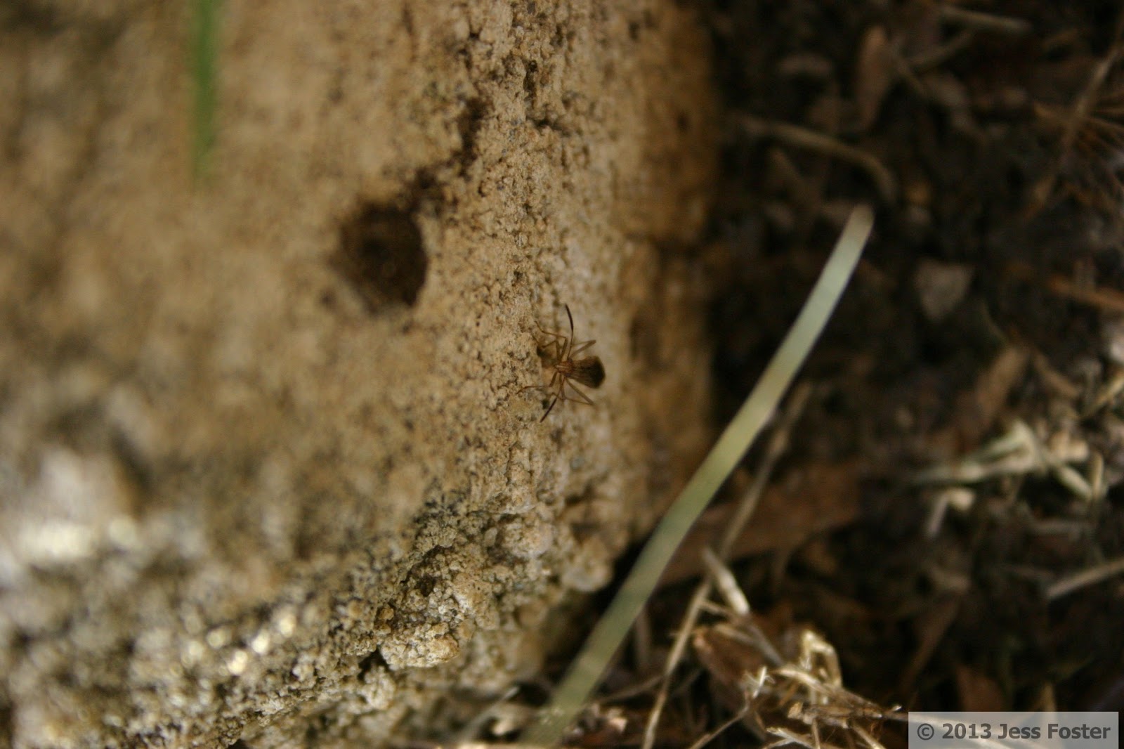 Sluggin' Along: Broad-Headed Bug