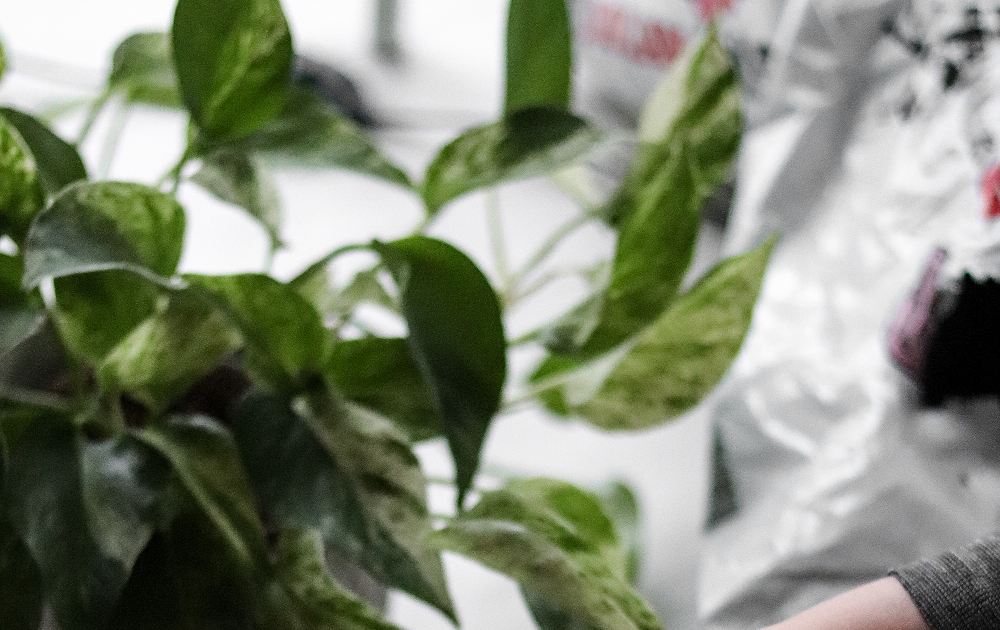 Vinkit joilla saat viherkasvit kukoistamaan | Luonnonkaunis