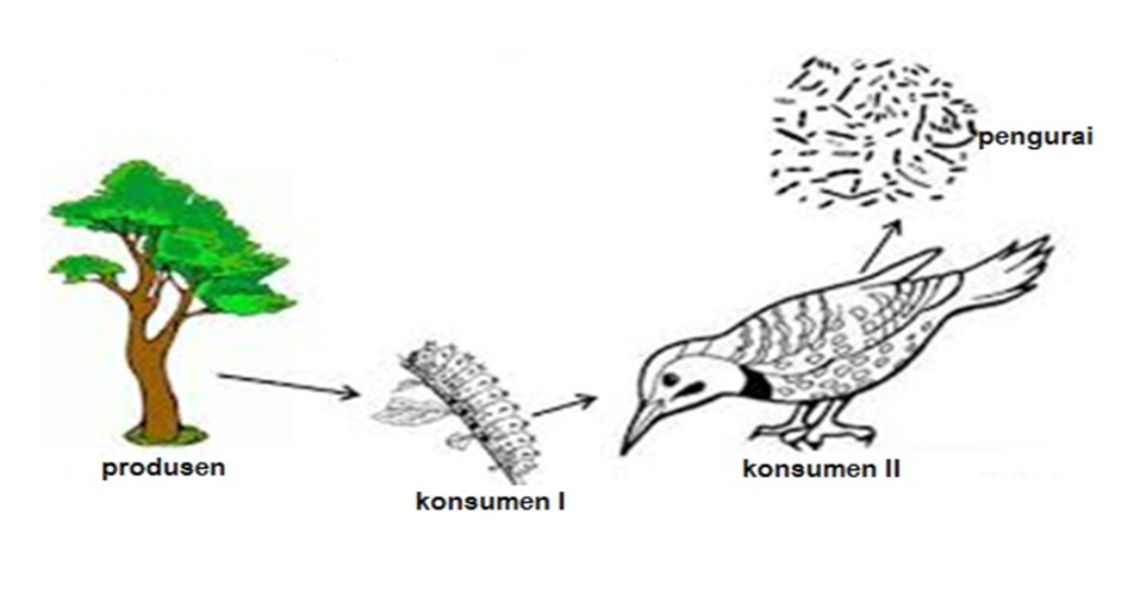 Rantai Makanan dan Kesimbangan Ekosistem - Cahaya Mentari