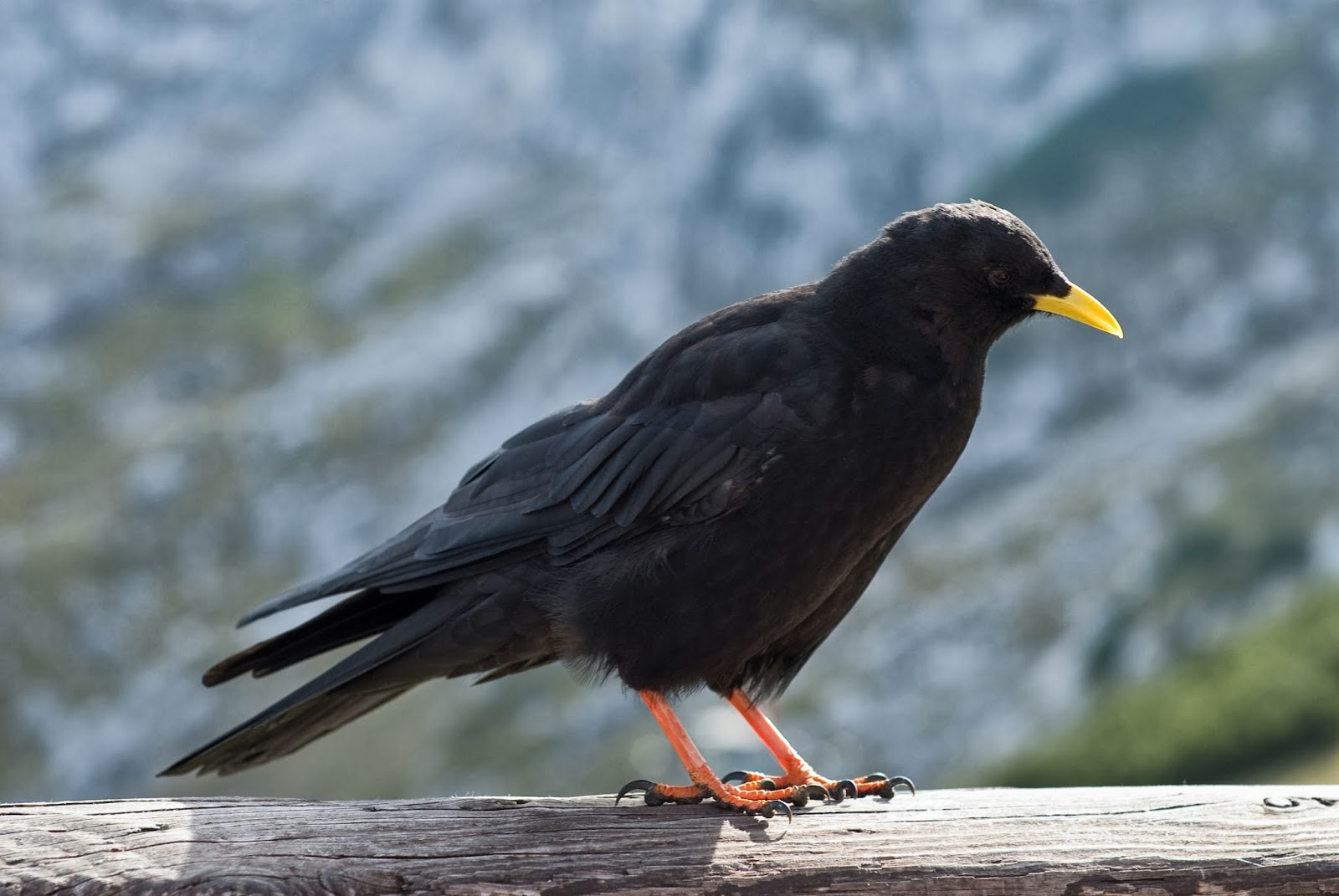 Der Museumsblog: Dohle