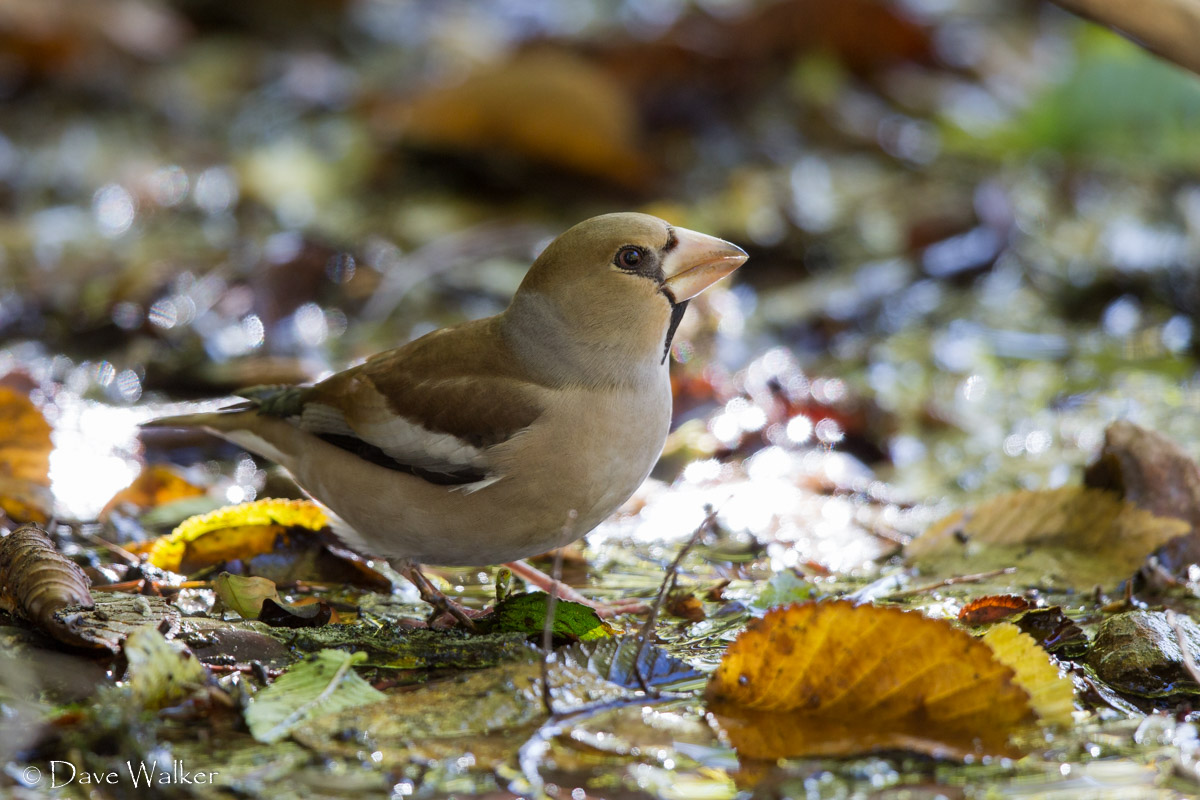 Cyprus Birds and Nature: Troodos Mountains