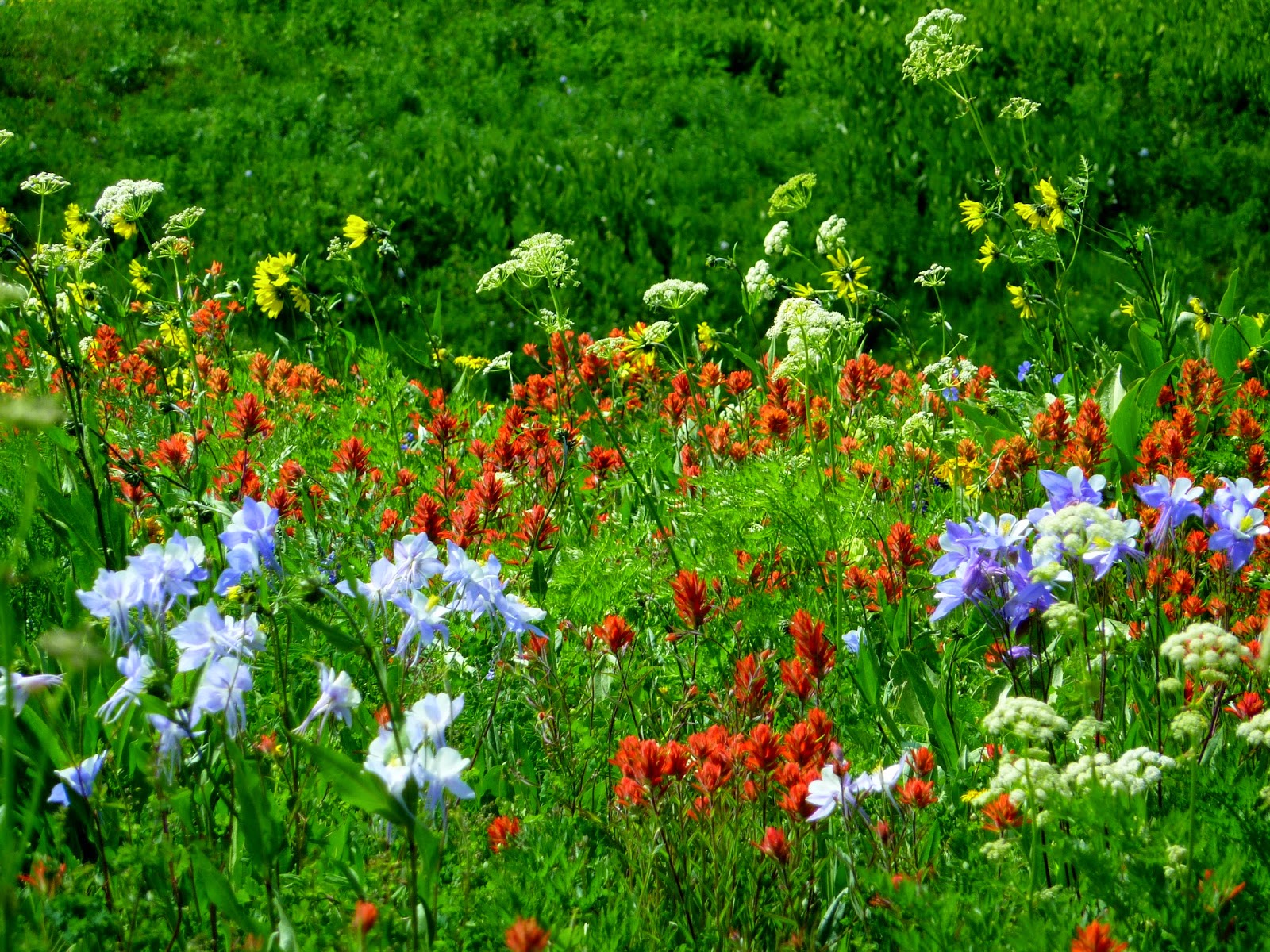 CO-Horts: Learning about Native Plants with the Native Plant Master ...