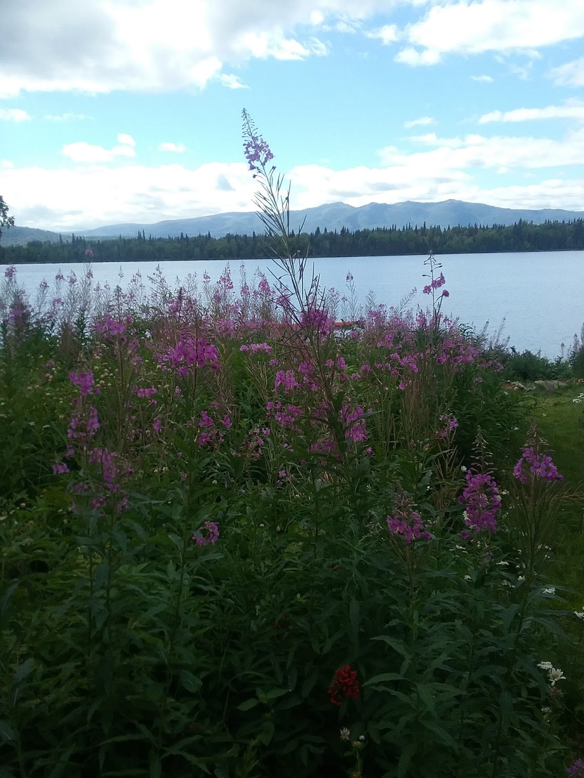 Alaska Bush Life, Off-Road, Off-Grid: How I Harvest Wild Plants for ...