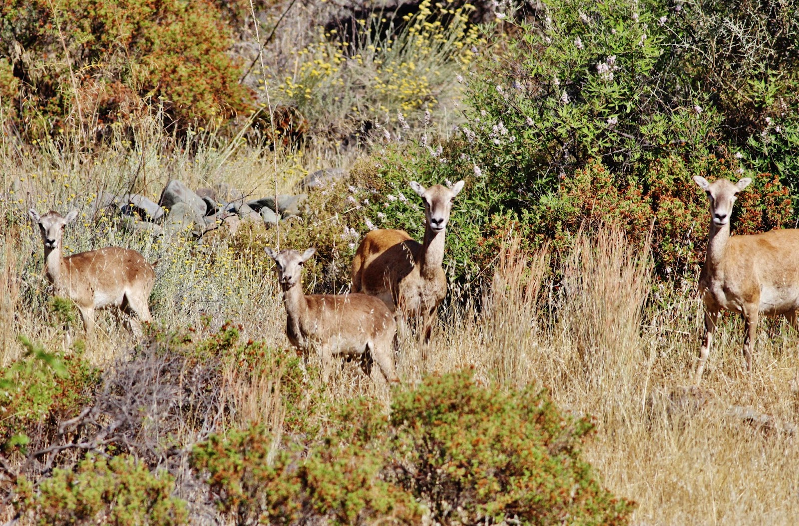 Mammals of Cyprus - Τα θηλαστικά της Κύπρου by George Konstantinou ...