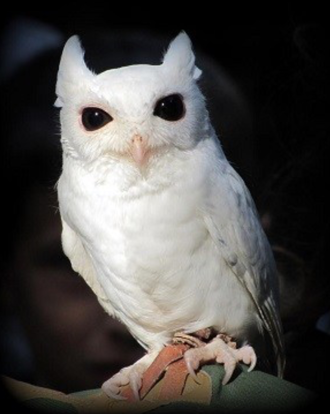 The Punta Gorda History Center Blog: Luna the White Owl had twin in ...